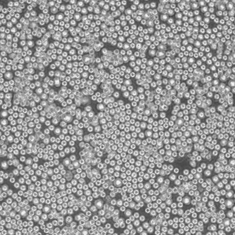 LAD2细胞;人肥大细胞_人源_细胞系_现货细胞类_【官网】中国细胞系_原代细胞_病毒包装_质粒购买_载体构建_ORF基因_cDNA基因,中国 ...