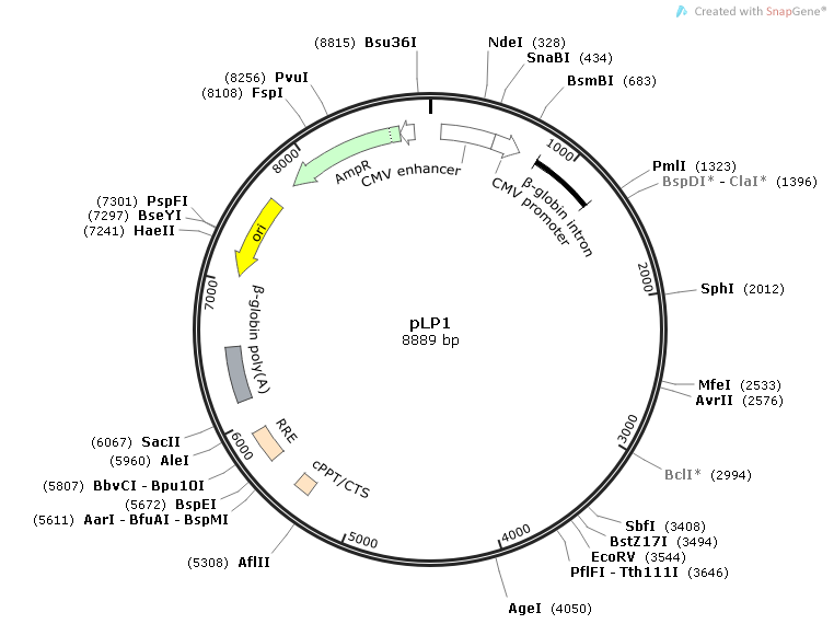 pLp1_哺乳细胞载体_质粒载体_【官网】中国细胞系_稳转株_原代细胞_病毒包装_质粒购买_载体构建_ORF基因_cDNA基因,中国细胞资源库 ...