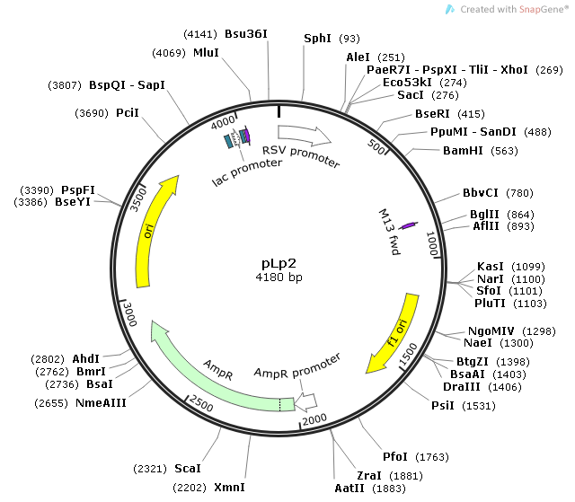 pLp2_哺乳细胞载体_质粒载体_【官网】中国细胞系_稳转株_原代细胞_病毒包装_质粒购买_载体构建_ORF基因_cDNA基因,中国细胞资源库 ...