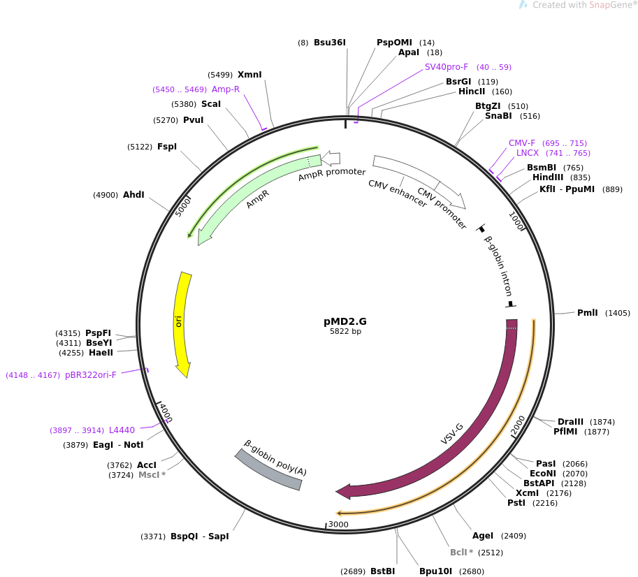 【热销】pMD2.G;质粒载体购买_哺乳细胞载体_质粒载体_【官网】中国细胞系_原代细胞_病毒包装_质粒购买_载体构建_ORF基因_cDNA基因,中国细胞资源库保藏中心,丰晖生物高校科研优质 ...