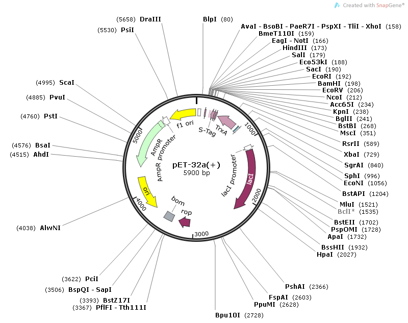 【热销】pET-32a(+);载体质粒购买_大肠杆菌载体_质粒载体_【官网】中国细胞系_原代细胞_病毒包装_质粒购买_载体构建_ORF基因_cDNA基因,中国细胞资源库保藏中心,丰晖生物高校 ...