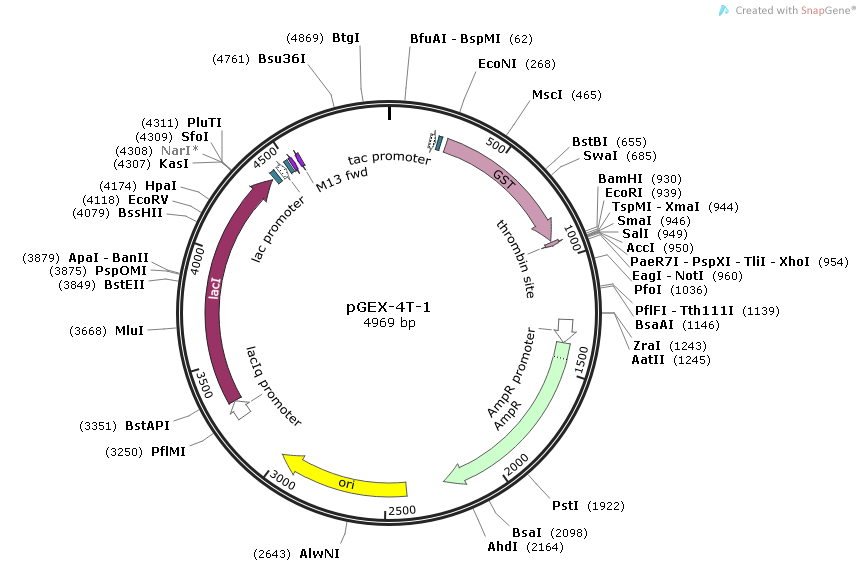 pGEX-4T-1;质粒载体购买_大肠杆菌载体_质粒载体_【官网】中国细胞系_稳转株_原代细胞_病毒包装_质粒购买_载体构建_ORF基因_cDNA基因,中国细胞资源库保藏中心,丰晖生物高校科研 ...
