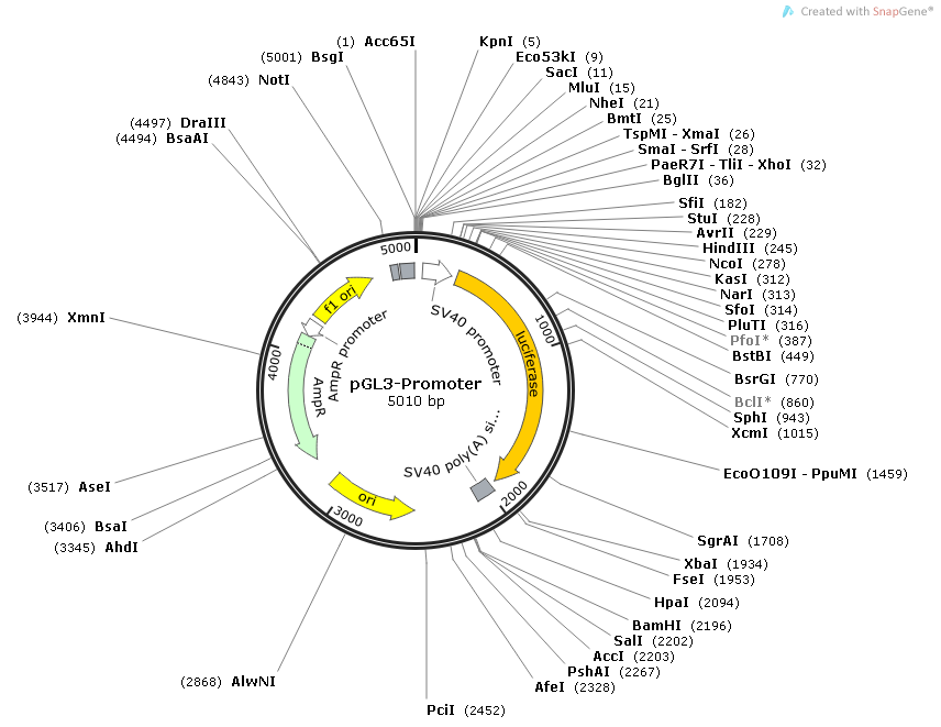pGL3-Promoter_哺乳细胞载体_质粒载体_【官网】中国细胞系_稳转株_原代细胞_病毒包装_质粒购买_载体构建_ORF基因_cDNA ...