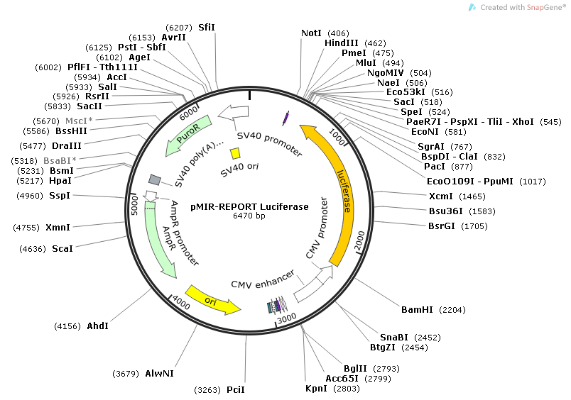pMIR-REPORT Luciferase_哺乳细胞载体_质粒载体_【官网】中国细胞系_原代细胞_病毒包装_质粒购买_载体构建_ORF基因 ...