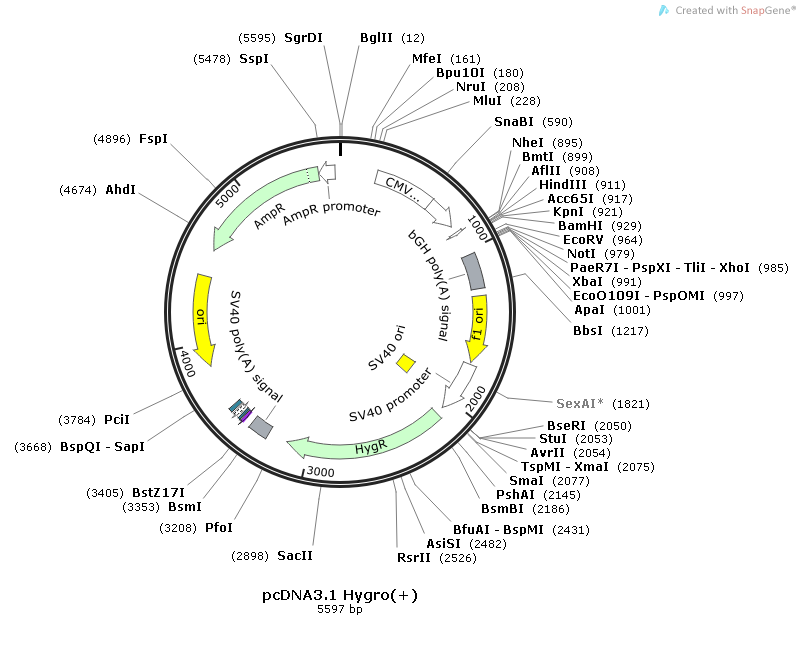 pcDNA3.1/Hygro(+)_哺乳细胞载体_质粒载体_【官网】中国细胞系_稳转株_原代细胞_病毒包装_质粒购买_载体构建_ORF基因_cDNA基因,中国细胞资源库保藏中心,丰晖生物高校 ...