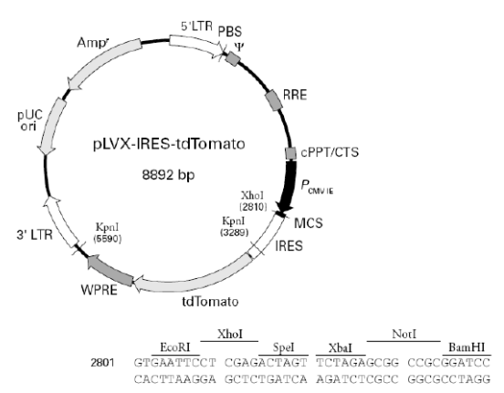 pLVX-IRES-td Tomato