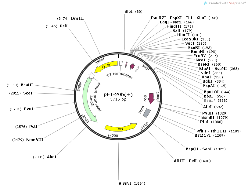 pET-20b(+)_大肠杆菌载体_质粒载体_丰晖生物_【官网】细胞购买_稳转株_原代细胞_病毒包装_质粒购买_载体构建_ORF基因_cDNA基因,中国细胞资源库保藏中心,丰晖生物高校科研优质 ...