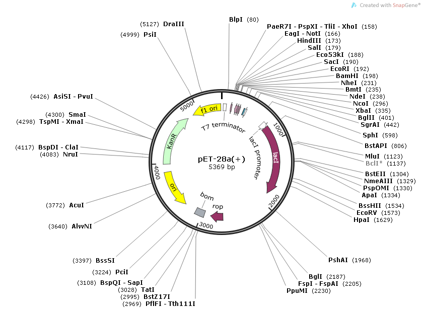 pET-28a(+)_大肠杆菌载体_质粒载体_【官网】中国细胞系_原代细胞_病毒包装_质粒购买_载体构建_ORF基因_cDNA基因,中国细胞资源库保藏中心,丰晖生物高校科研优质生物资源平台 ...