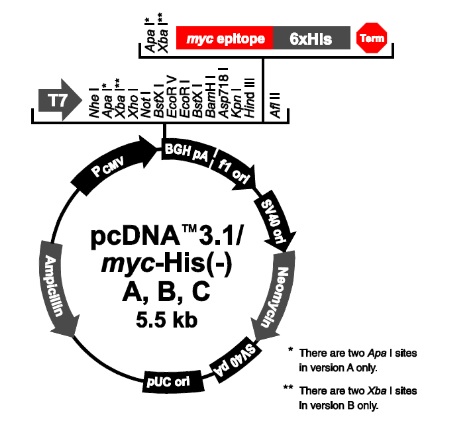 pcDNA3.1-Myc-HisB_哺乳细胞载体_质粒载体_丰晖生物_【官网】细胞购买_稳转株_原代细胞_病毒包装_质粒购买_载体构建_ORF基因_cDNA基因,中国细胞资源库保藏中心,丰晖 ...