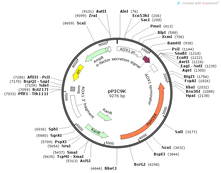 pPIC9K_酵母系列载体_质粒载体_【官网】中国细胞系_原代细胞_病毒包装_质粒购买_载体构建_ORF基因_cDNA基因,中国细胞资源库保藏 ...
