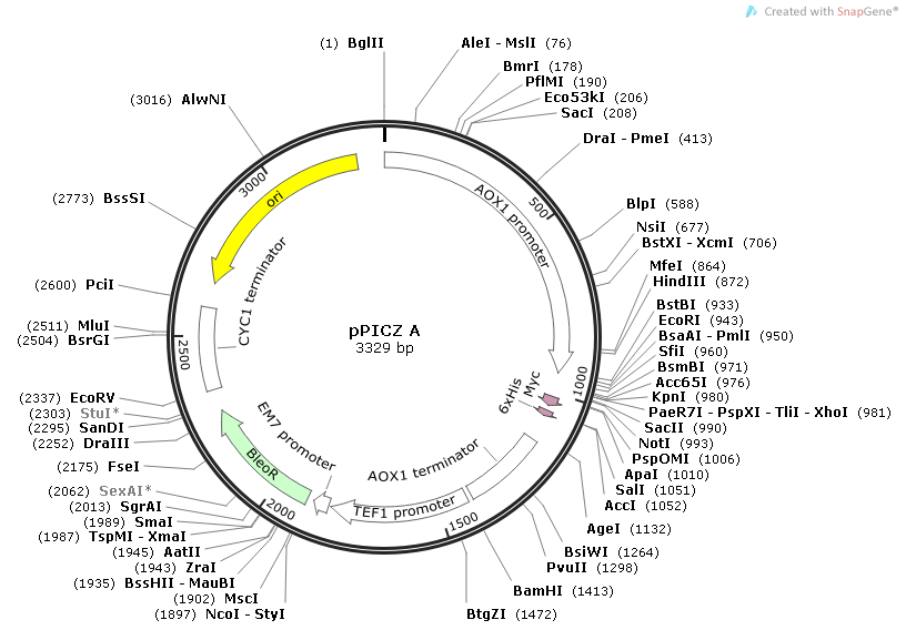 pPICZ A_酵母系列载体_质粒载体_丰晖生物_【官网】细胞购买_稳转株_原代细胞_病毒包装_质粒购买_载体构建_ORF基因_cDNA基因 ...
