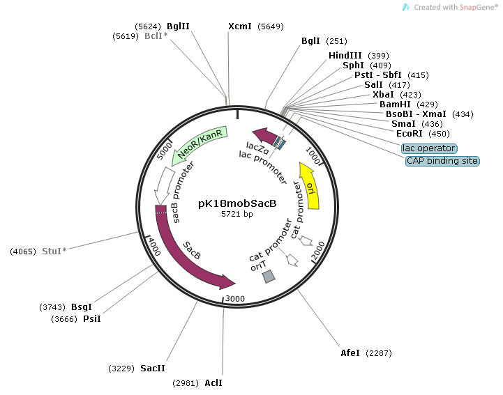 pK18mobSacB_其他_质粒载体_【官网】中国细胞系_稳转株_原代细胞_病毒包装_质粒购买_载体构建_ORF基因_cDNA基因,中国细胞 ...