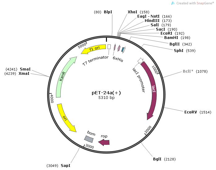 pET-24a(+)_大肠杆菌载体_质粒载体_【官网】中国细胞系_原代细胞_病毒包装_质粒购买_载体构建_ORF基因_cDNA基因,中国细胞资源库保藏中心,丰晖生物高校科研优质生物资源平台 ...