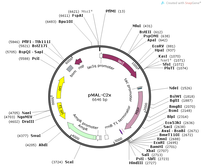 pMAL-C2x_大肠杆菌载体_质粒载体_【官网】中国细胞系_原代细胞_病毒包装_质粒购买_载体构建_ORF基因_cDNA基因,中国细胞资源库保藏中心,丰晖生物高校科研优质生物资源平台 - 丰晖生物