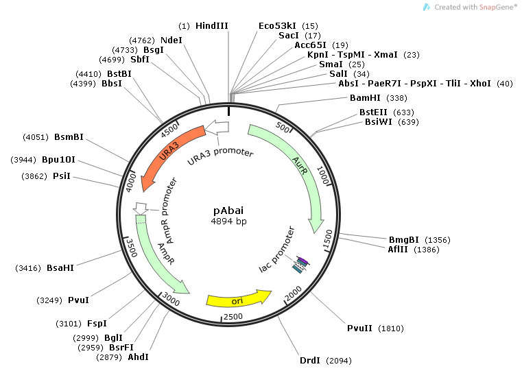 pAbai_酵母系列载体_质粒载体_丰晖生物_【官网】细胞购买_稳转株_原代细胞_病毒包装_质粒购买_载体构建_ORF基因_cDNA基因,中国细胞资源库保藏中心,丰晖生物高校科研优质生物资源 ...