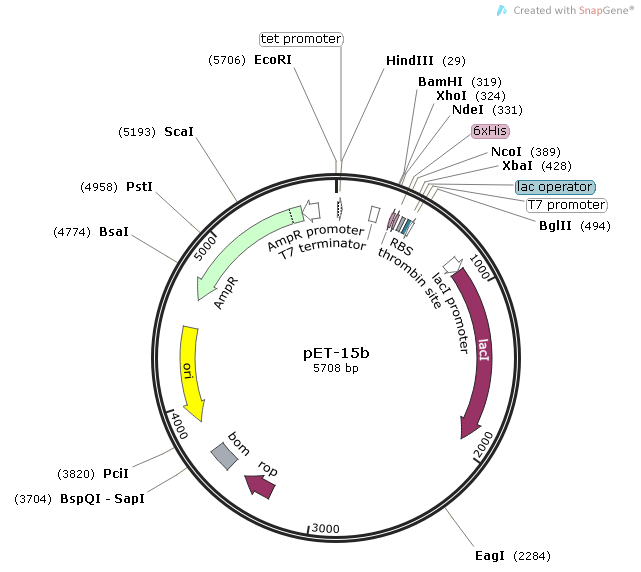 PET-15b_大肠杆菌载体_质粒载体_【官网】中国细胞系_稳转株_原代细胞_病毒包装_质粒购买_载体构建_ORF基因_cDNA基因,中国细胞 ...