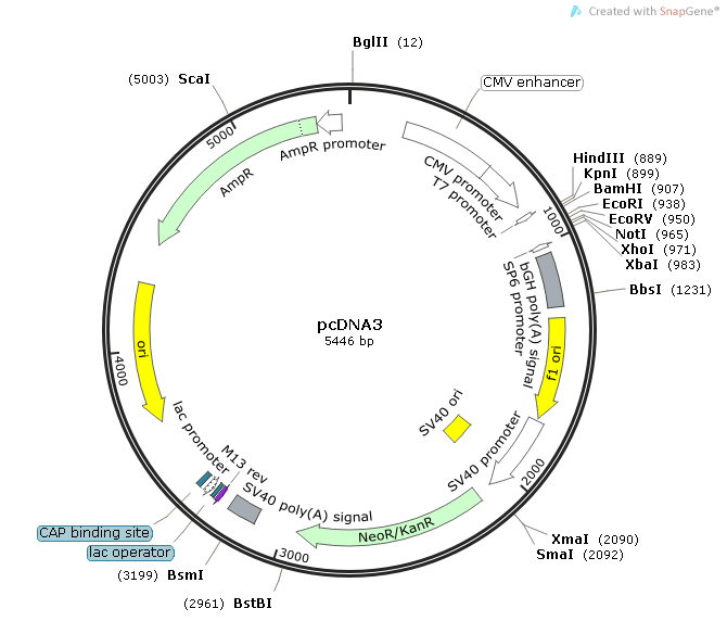 pcDNA3_哺乳细胞载体_质粒载体_【官网】中国细胞系_原代细胞_病毒包装_质粒购买_载体构建_ORF基因_cDNA基因,中国细胞资源库保藏 ...