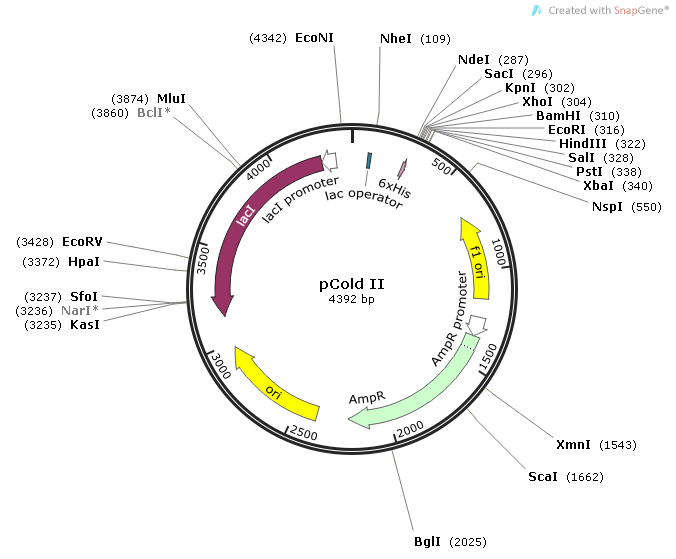 pCold II_大肠杆菌载体_质粒载体_【官网】中国细胞系_原代细胞_病毒包装_质粒购买_载体构建_ORF基因_cDNA基因,中国细胞资源库保藏中心,丰晖生物高校科研优质生物资源平台 - 丰晖生物