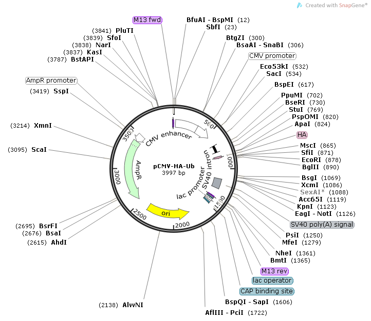 pCMV-HA-Ub_哺乳细胞载体_质粒载体_【官网】中国细胞系_原代细胞_病毒包装_质粒购买_载体构建_ORF基因_cDNA基因,中国细胞资源库保藏中心,丰晖生物高校科研优质生物资源平台 ...