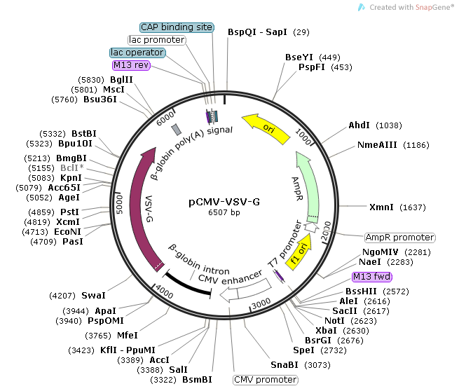 pCMV-VSV-G_哺乳细胞载体_质粒载体_【官网】中国细胞系_原代细胞_病毒包装_质粒购买_载体构建_ORF基因_cDNA基因,中国细胞资源库保藏中心,丰晖生物高校科研优质生物资源平台 ...