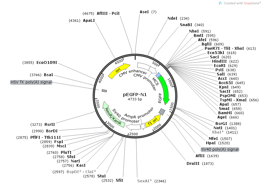 pEGFP-N1_哺乳细胞载体_质粒载体_【官网】中国细胞系_原代细胞_病毒包装_质粒购买_载体构建_ORF基因_cDNA基因,中国细胞资源库保藏中心,丰晖生物高校科研优质生物资源平台 - 丰晖生物