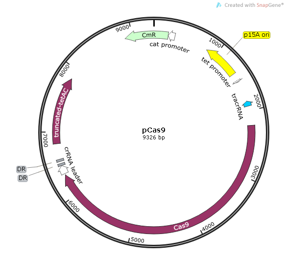 pCas9_大肠杆菌载体_质粒载体_丰晖生物_【官网】细胞购买_稳转株_原代细胞_病毒包装_质粒购买_载体构建_ORF基因_cDNA基因,中国 ...