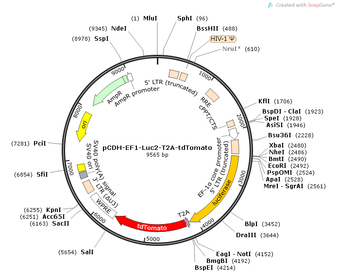 pCDH-EF1-luc2-T2A-Tdtomato
