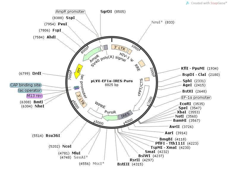 pLVX-EF1α-IRES-Puro