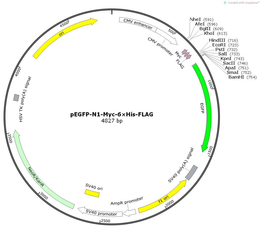pEGFP-N1-Myc-6×His-FLAG_哺乳细胞载体_质粒载体_【官网】中国细胞系_稳转株_原代细胞_病毒包装_质粒购买_载体构建_ORF基因_cDNA基因,中国细胞资源库保藏中心,丰 ...