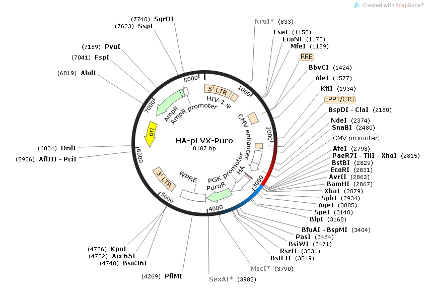 pLVX-HA-Puro_哺乳细胞载体_质粒载体_【官网】中国细胞系_原代细胞_病毒包装_质粒购买_载体构建_ORF基因_cDNA基因,中国细胞资源库保藏中心,丰晖生物高校科研优质生物资源平台 ...