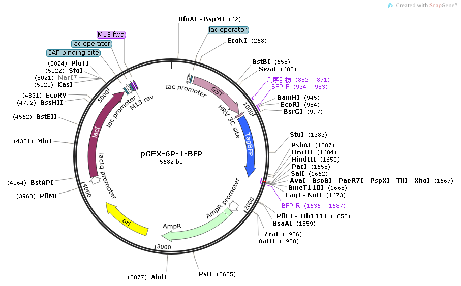 pGEX-6P-1-BFP_大肠杆菌载体_质粒载体_丰晖生物_【官网】细胞购买_稳转株_原代细胞_病毒包装_质粒购买_载体构建_ORF基因_cDNA基因,中国细胞资源库保藏中心,丰晖生物高校 ...