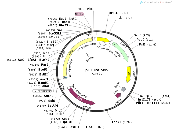 pET32a-MS2噬菌体基因大肠表达质粒_其他_质粒载体_【官网】中国细胞系_稳转株_原代细胞_病毒包装_质粒购买_载体构建_ORF基因 ...