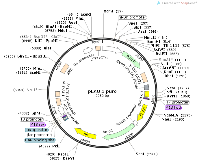 pLKO.1 puro_哺乳细胞载体_质粒载体_【官网】中国细胞系_稳转株_原代细胞_病毒包装_质粒购买_载体构建_ORF基因_cDNA基因 ...
