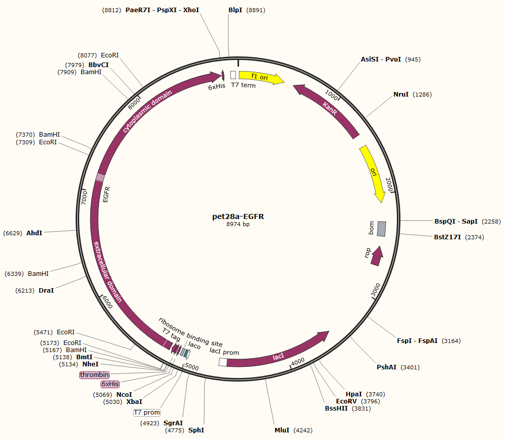 pET28a-EGFR_其他_质粒载体_【官网】中国细胞系_稳转株_原代细胞_病毒包装_质粒购买_载体构建_ORF基因_cDNA基因,中国细胞 ...