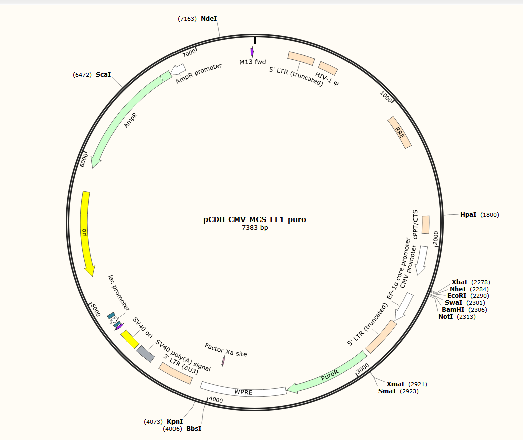 pCDH-CMV-MCS-EF1-Puro