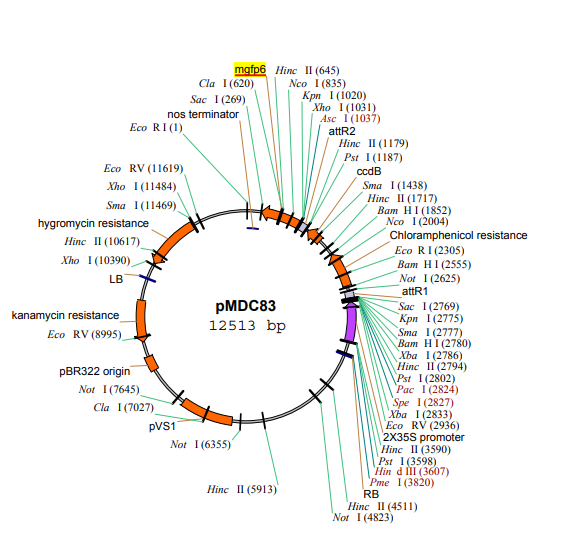 pMDC83植物表达质粒