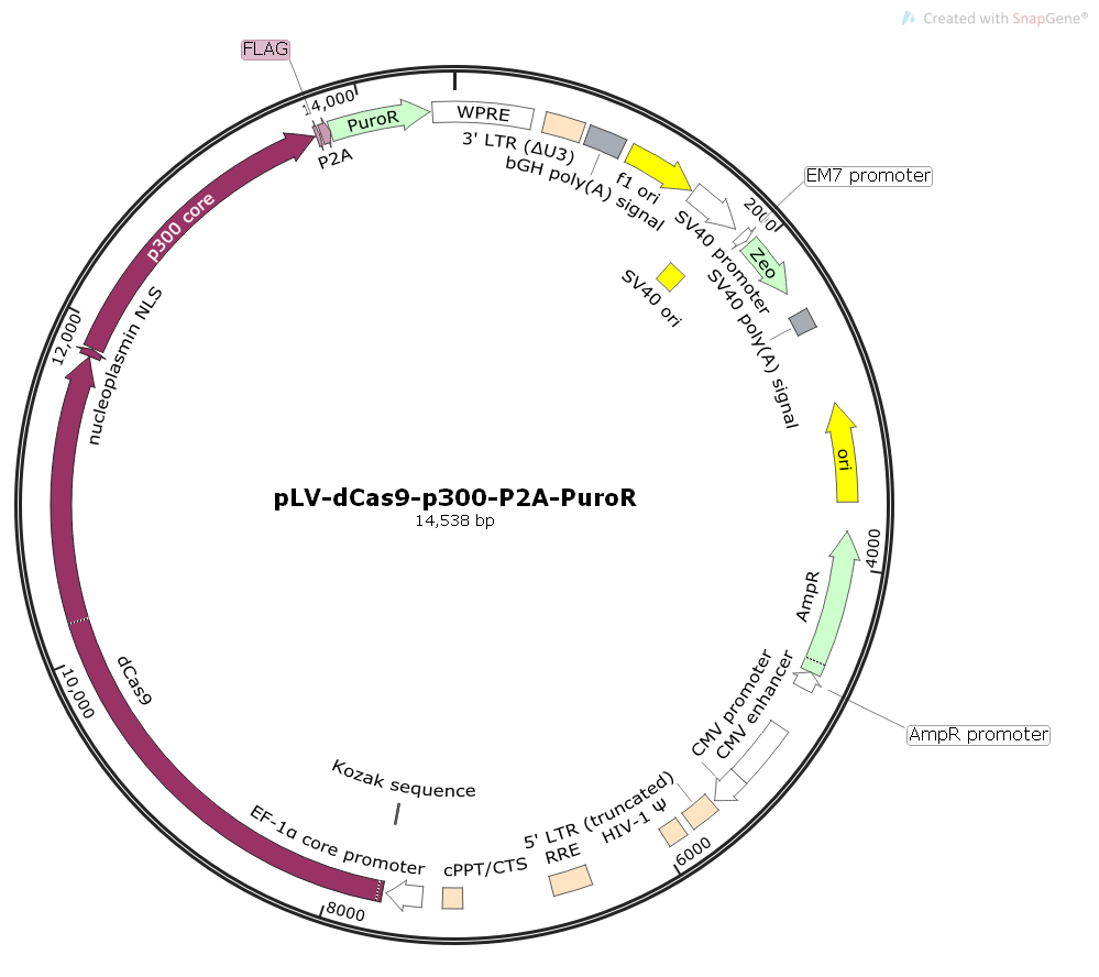 pLV hU6-sgRNA hUbC-dCas9-KRAB-T2a-GFP